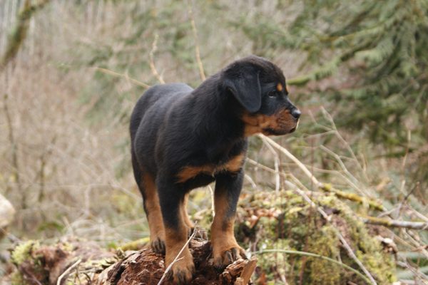 Rottweiler Training for Puppies and Dogs in Washington - Vom House Stan