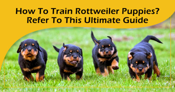 How To Train Rottweiler Puppies? Refer To This Ultimate Guide - Vom ...