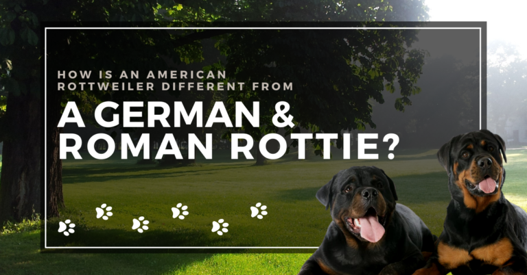 How Is An American Rottweiler Different From A German & Roman Rottie ...